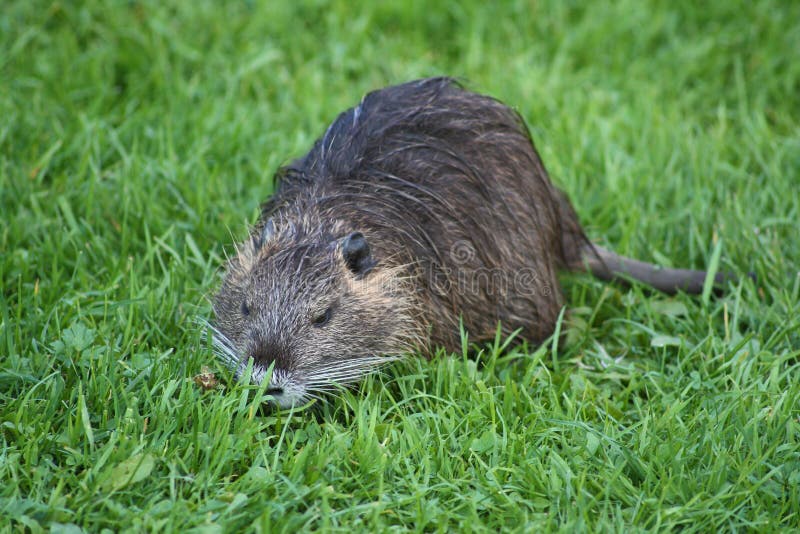 870 Beaver Nutria Tail Stock Photos - Free & Royalty-Free Stock Photos ...