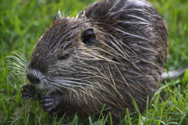 Nutria stock photo. Image of nutria, america, central - 45137576