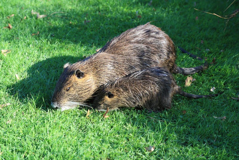 870 Beaver Nutria Tail Stock Photos - Free & Royalty-Free Stock Photos ...