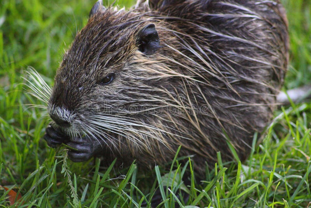 Nutria stock photo. Image of tail, south, rodent, wetlands - 45137594