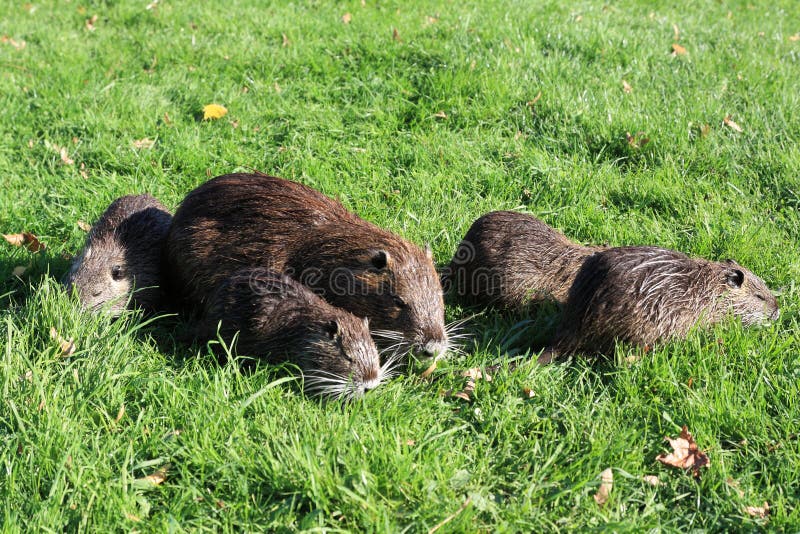 Nutria stock image. Image of central, swamp, hide, nutria - 45137623