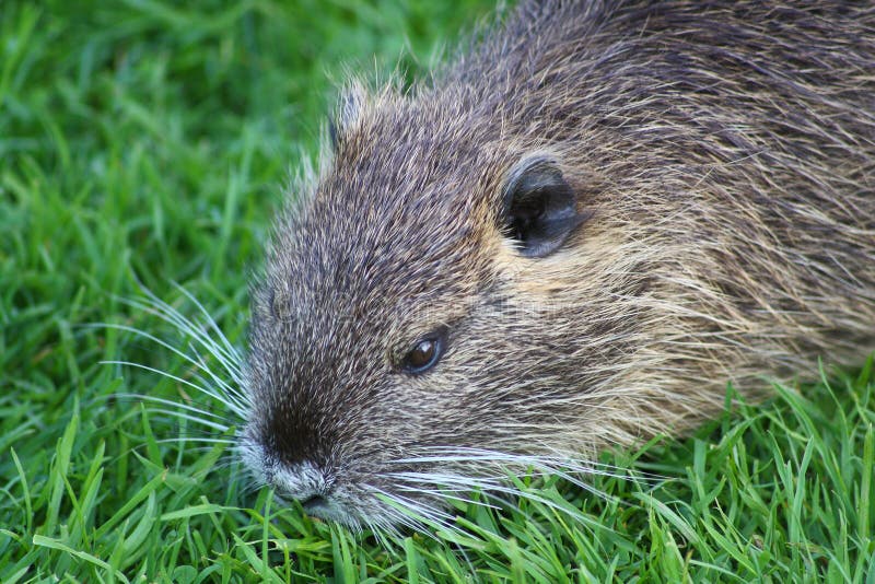 865 Beaver Nutria Tail Stock Photos - Free & Royalty-Free Stock Photos ...