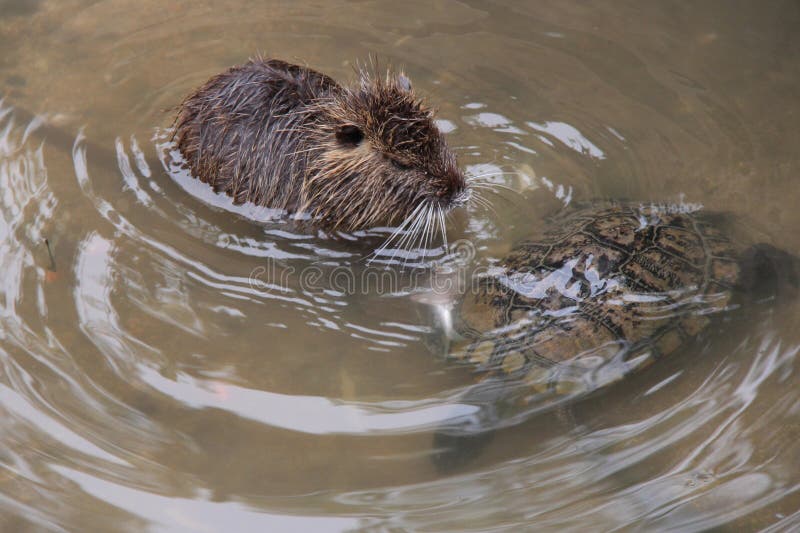 Nutria and Turtle (or Tortoise) in a Zoo in Osaka - Japan Editorial ...