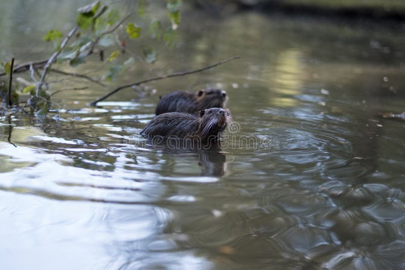 Nutria stock image. Image of beaver, rats, rodent, animals - 167210669