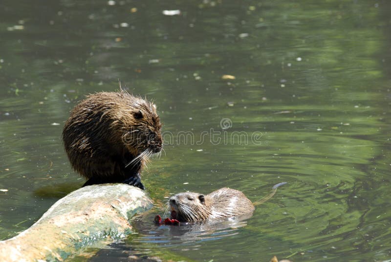 Nutria swimming stock photo. Image of swimming, poirtrait - 8102628
