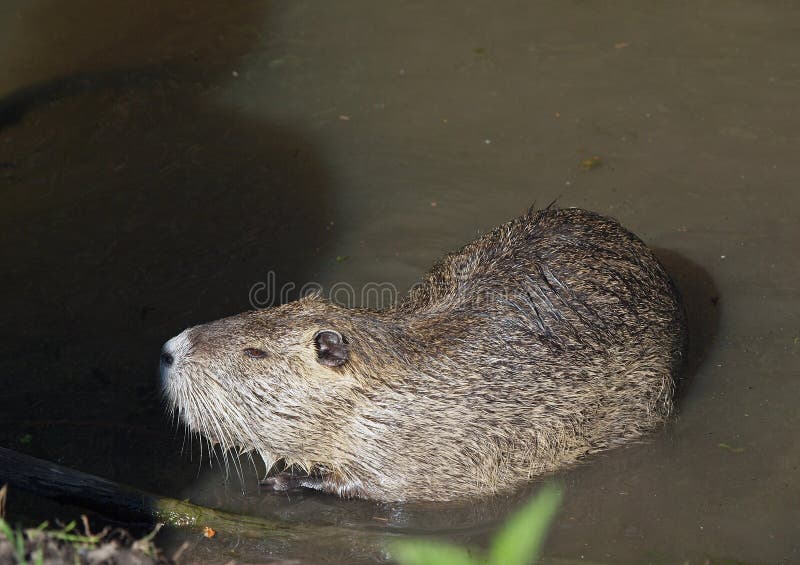 Nutria Nell'habitat Del Fiume Immagine Stock - Immagine di pelliccia ...