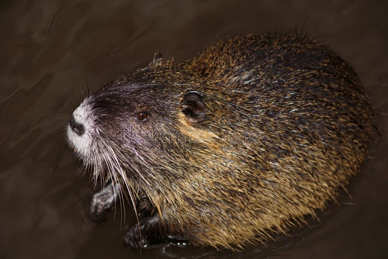 Nutria stock photo. Image of beaver, rodent, grass, tail - 48201744
