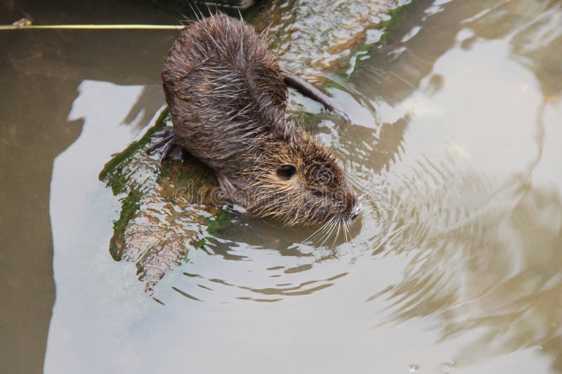 Nutria in a Zoo in Osaka - Japan Stock Photo - Image of osaka, nature ...