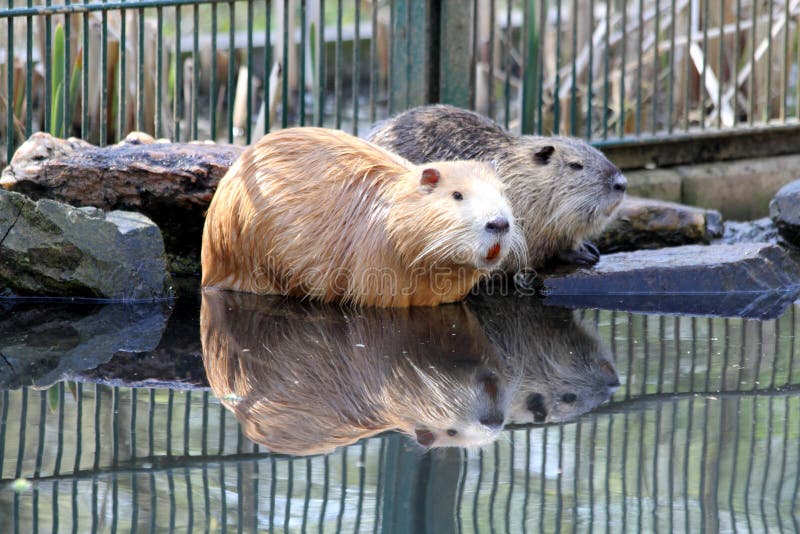 Nutrias ou ratos do rio foto de stock. Imagem de wildlife - 39535786