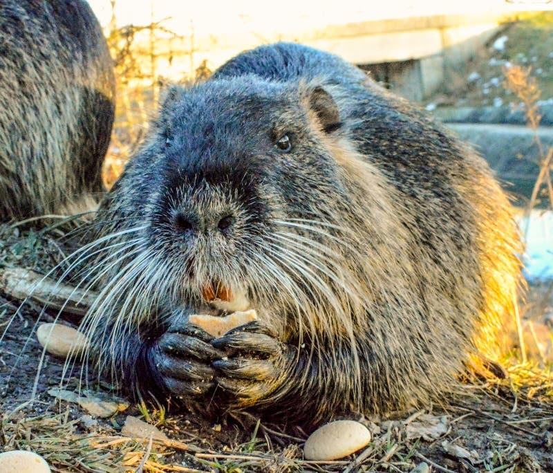 Nutria in nature stock photo. Image of beaver, aquatic - 103000182