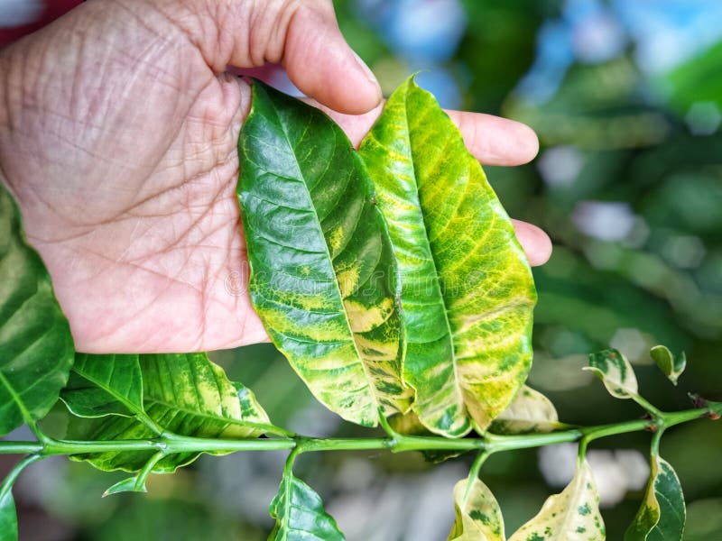 Nutrient Deficiency Coffee Leaves Stock Image - Image of deficiency ...