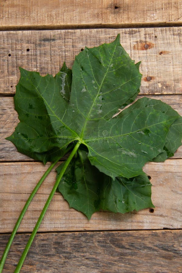 Nutrient-rich Chaya Leaves: Culinary Versatility Stock Image - Image of ...