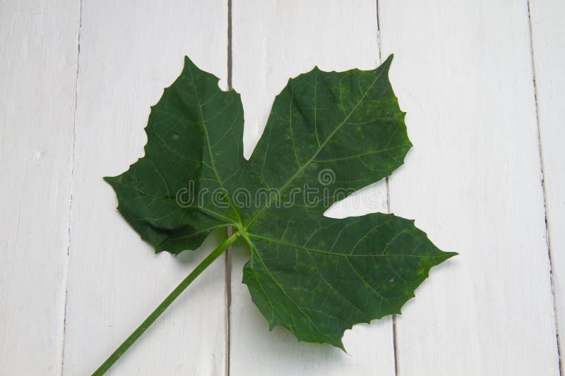 Nutrient-rich Chaya Leaves: Culinary Versatility Stock Image - Image of ...
