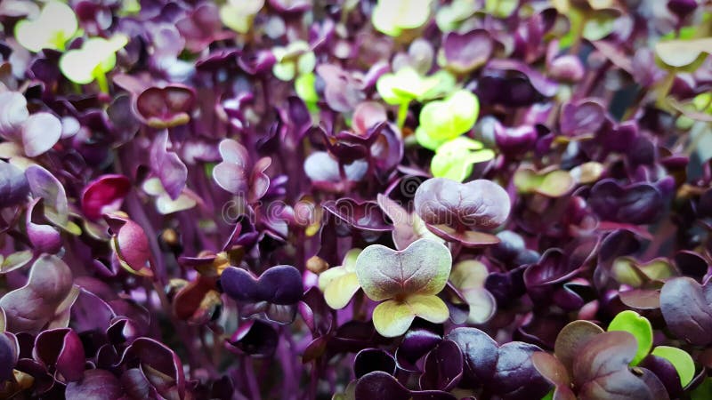 Purple Rambo Radish Microgreens Stock Image - Image of greens, radish ...