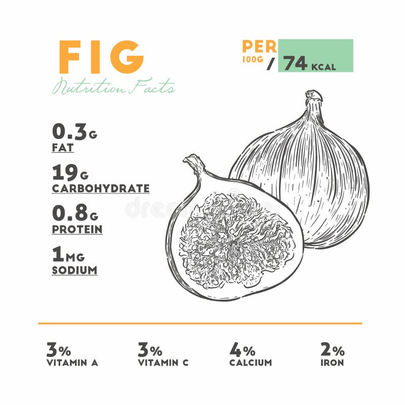 Nutrition Facts of Fig, Hand Draw Sketch Vector Stock Vector ...