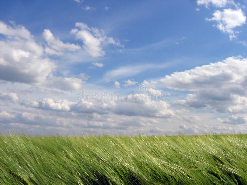 Nutrition field stock image. Image of nutrition, harvest - 841485