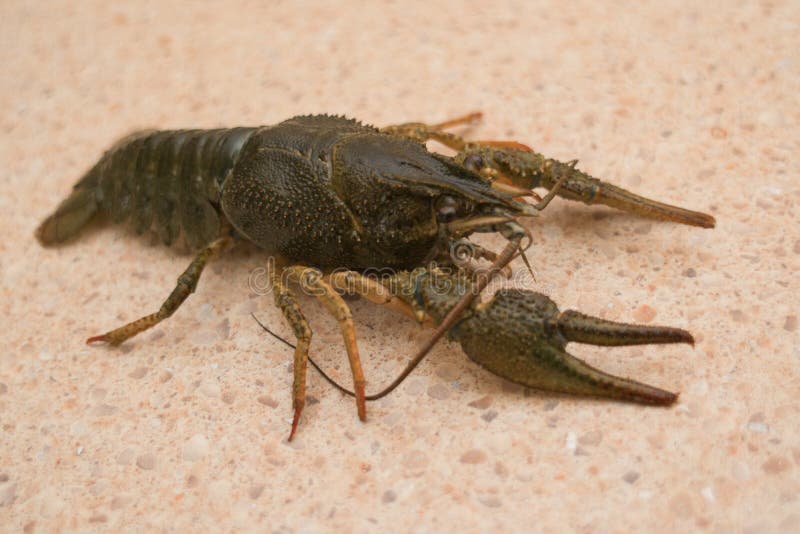 Marble Crayfish Baby on a Branch of Algae. Stock Image - Image of ...