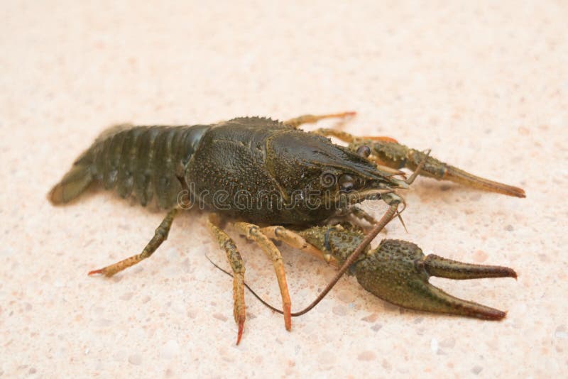 Nutrition Live Crayfish on Marble Table Stock Photo - Image of macro ...