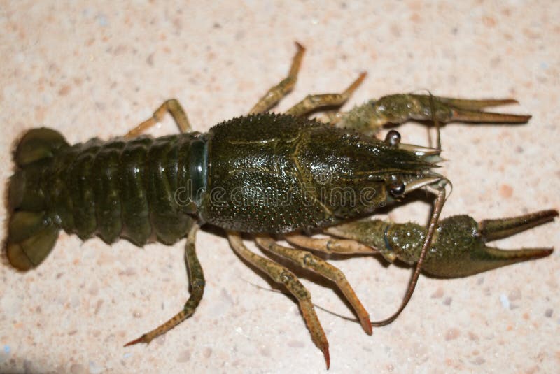 Marble Crayfish Baby on a Branch of Algae. Stock Image - Image of ...