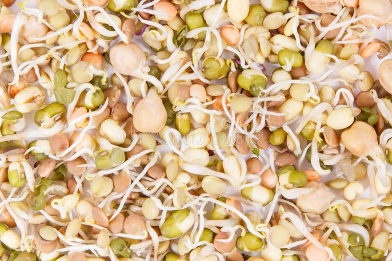 Nutritious Different Sprouts As Source Vitamins and Minerals. Healthy ...