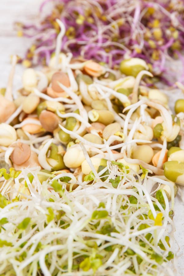 Nutritious Different Sprouts As Source Vitamins and Minerals. Healthy ...