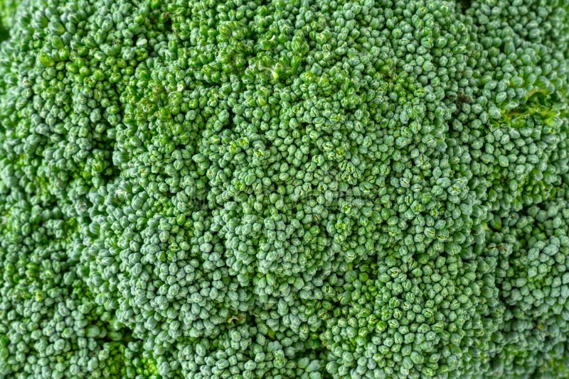 Nutritious Healthy Fresh Raw Broccoli Crown Closeup Macro Background ...