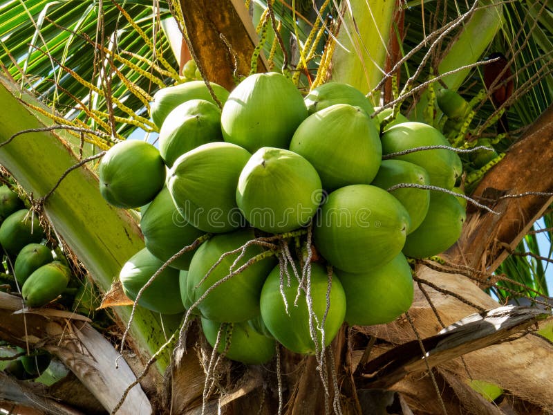 Nutritive and Not Ripe Coconuts Stock Photo - Image of mexico ...