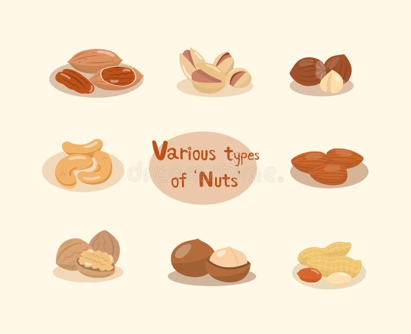 Various Types of Nuts that are Popular To Eat. Nuts that are Commonly ...