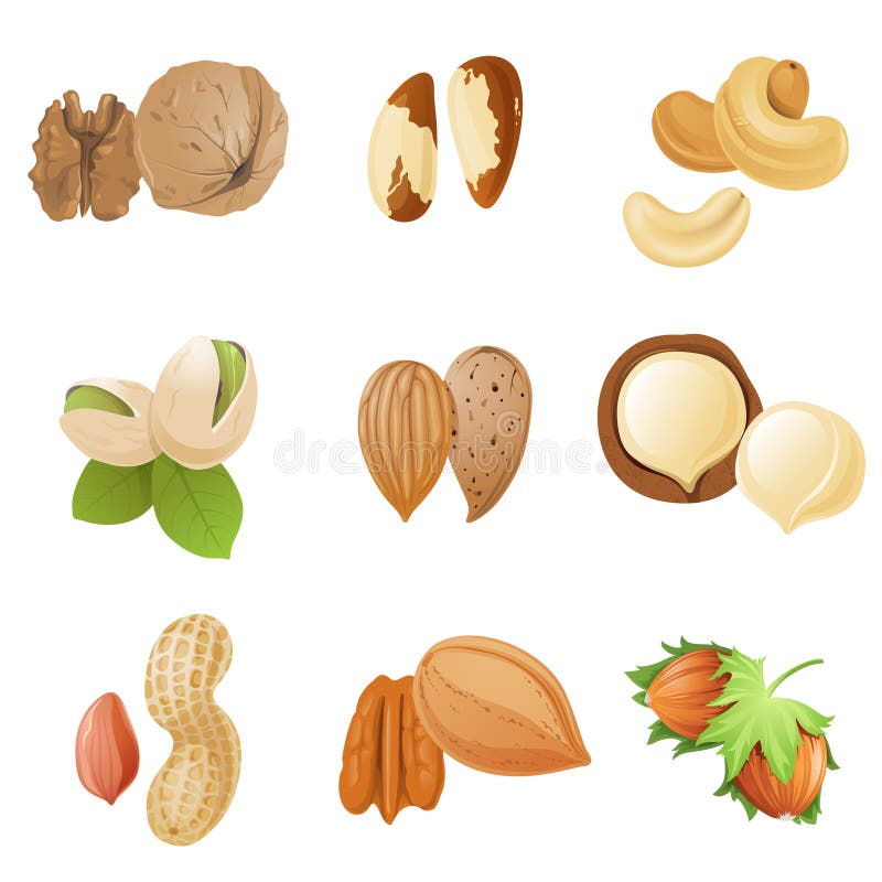 Edible Nuts Collection stock vector. Illustration of filbert - 41286806