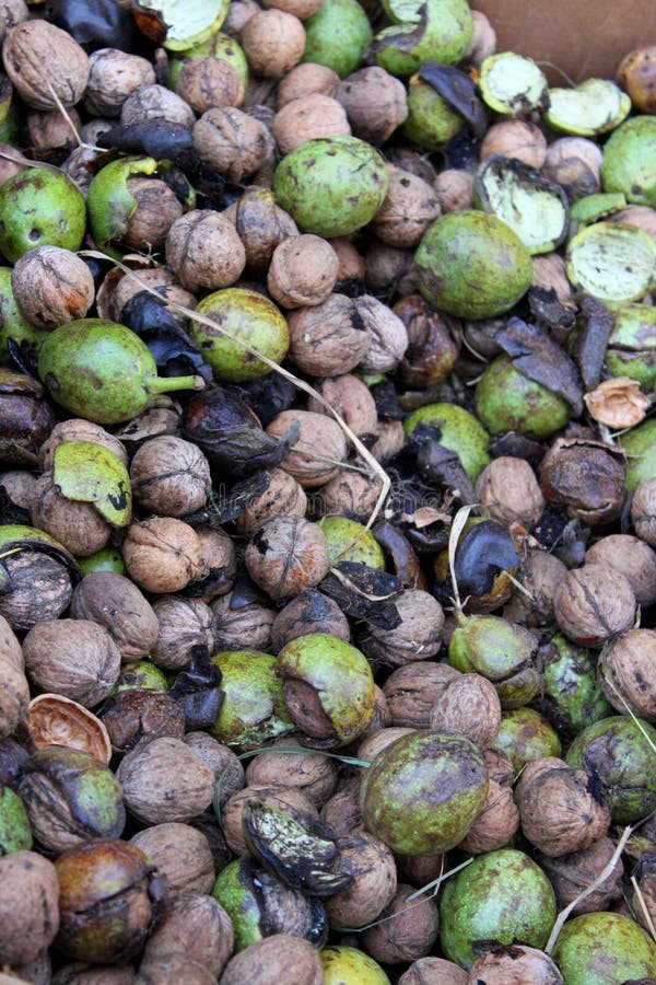 Nuts stock image. Image of healty, leaf, assortment, health - 26882577