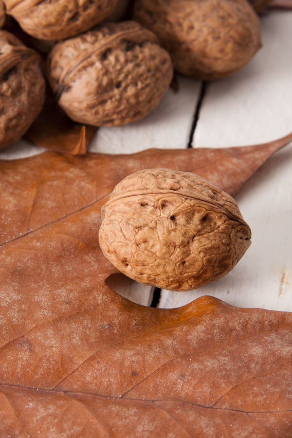 Nuts, fruits of autumn stock image. Image of spines, nutrition - 22705835