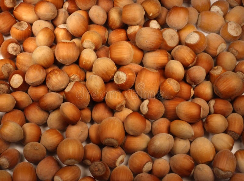 Nuts stock photo. Image of brown, season, nutrition, nuts - 4539278