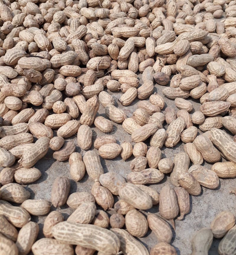 Nuts are Actually Fruits. they are Defined As Dry, Single-seeded Fruits ...