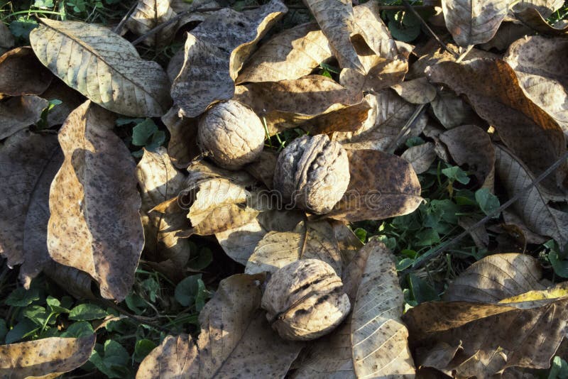 Nuts and Autumn Leaves. stock image. Image of healthful - 161977305