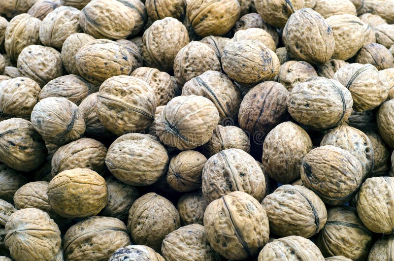 Nuts stock photo. Image of vitamins, agriculture, fruits - 32272014