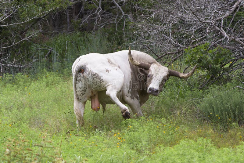 Nuts stock photo. Image of bull, cattle, nomad, lone - 83405098