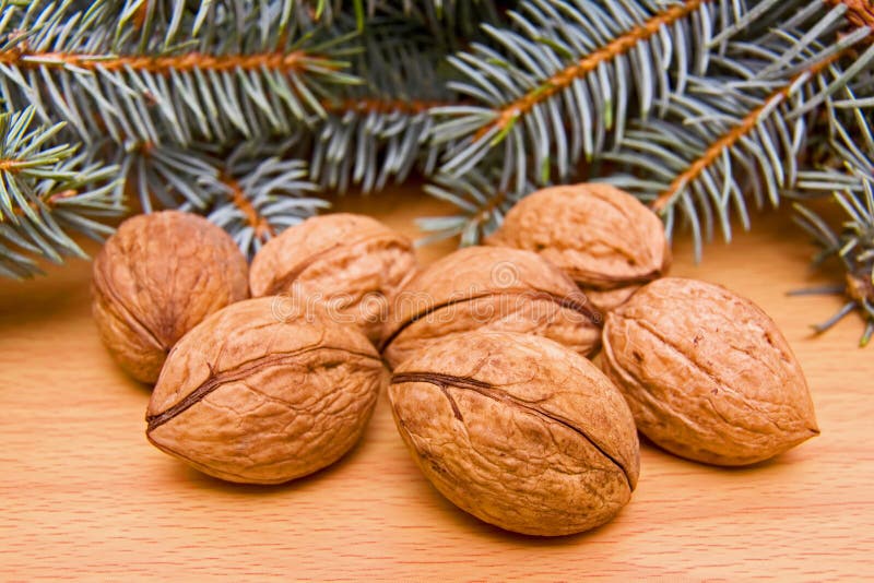 Nuts stock photo. Image of branch, brown, background - 35042054