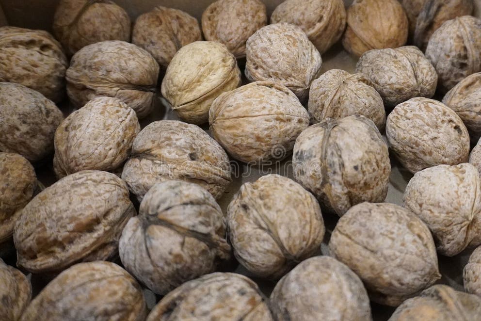 Nuts in Close-up.Lots of Walnuts in Their Shells Stock Photo - Image of ...