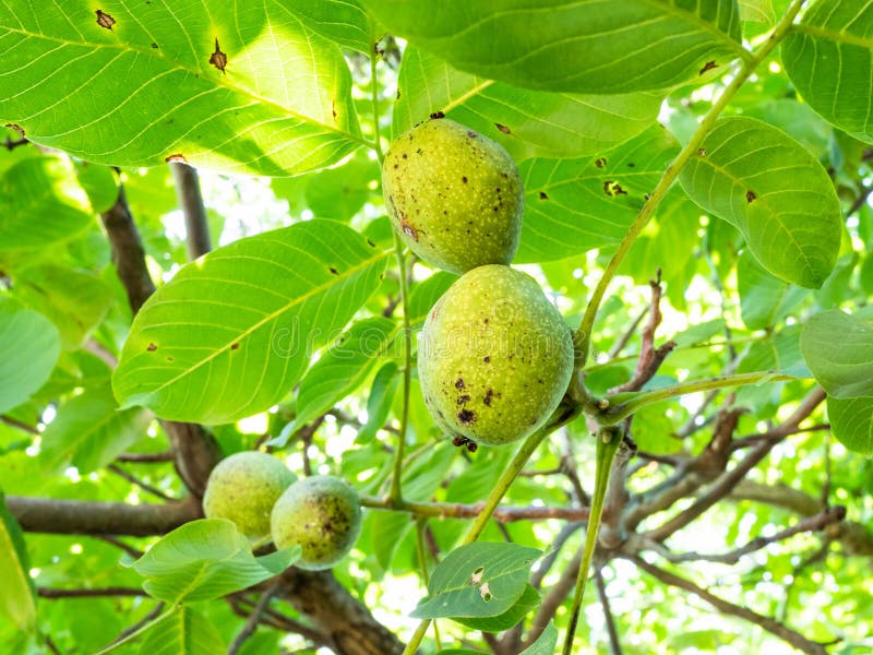 Nuts Close-up on Walnut Tree in Orchard Stock Photo - Image of foliage ...