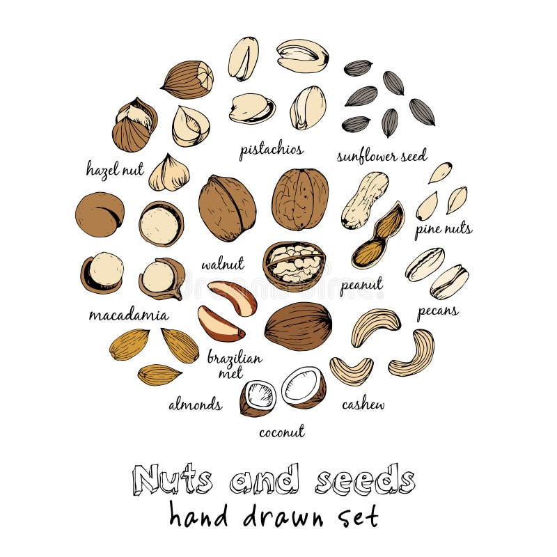 Nuts Collection Drawings. Sketches. Hand-drawing. Vector Illustration ...