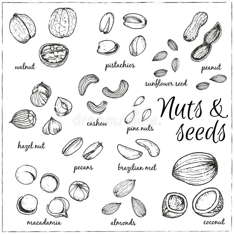 Nuts Collection Drawings. Sketches Stock Illustration - Illustration of ...