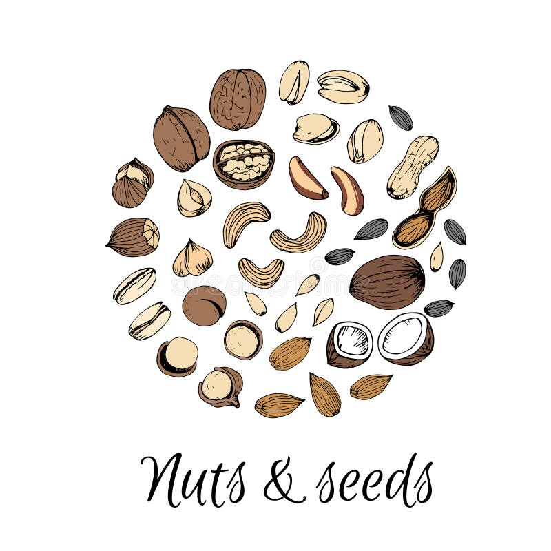 Nuts Collection Drawings. Sketches. Stock Illustration - Image: 59640937