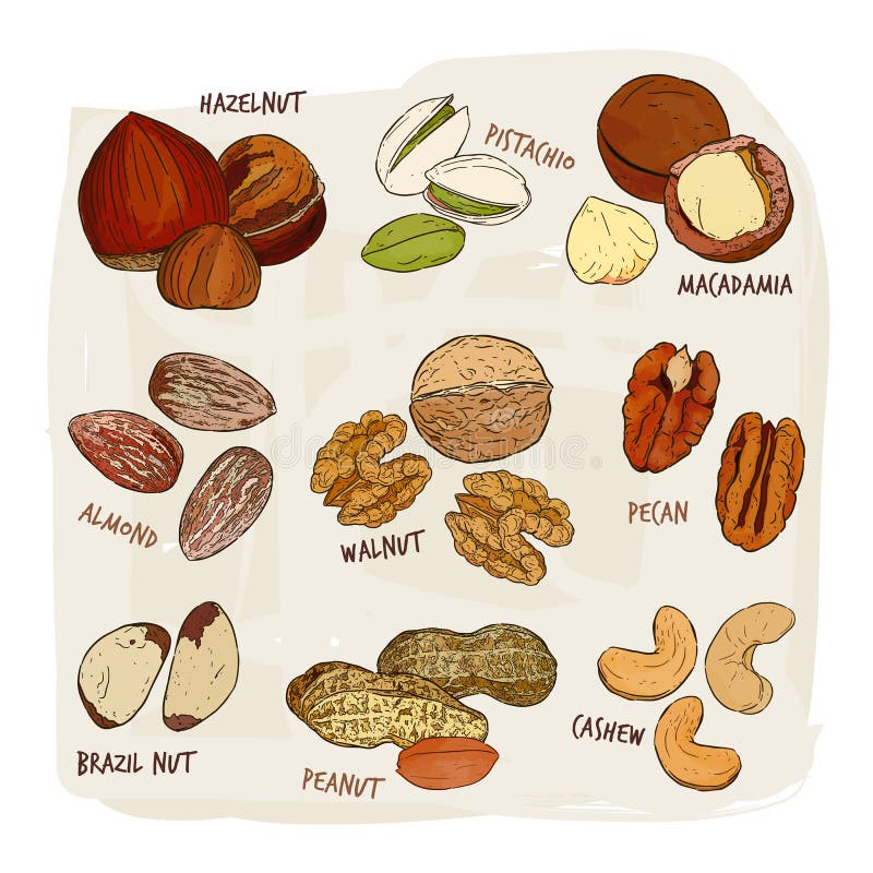 Nuts Collection. Vector Hand Drawn Objects Stock Vector - Illustration ...