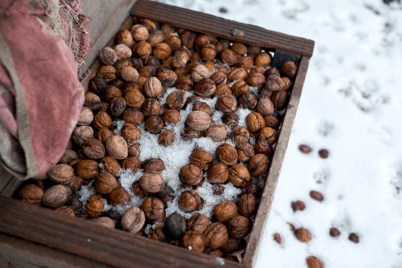Nuts Covered with Snow in a Wooden Box Outside Stock Photo - Image of ...