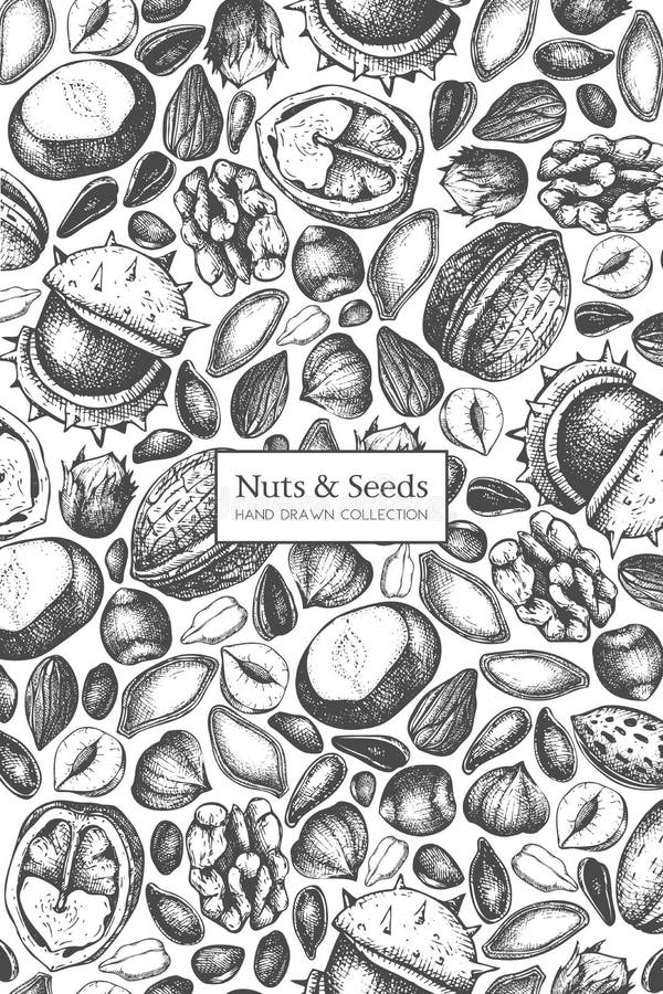 Vector Design with Hand Drawn Nuts and Seeds Sketches. Hazelnut, Walnut ...