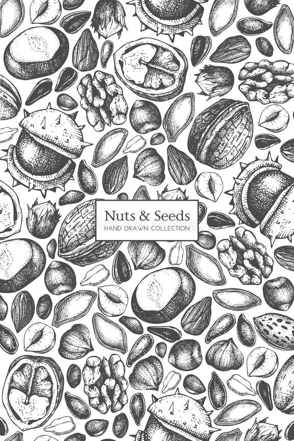 Vector Design with Hand Drawn Nuts and Seeds Sketches. Hazelnut, Walnut ...