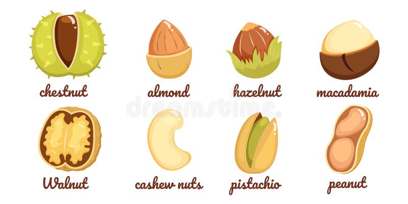 Nuts Different Isolated on White. Vector Illustration of Hazelnut ...