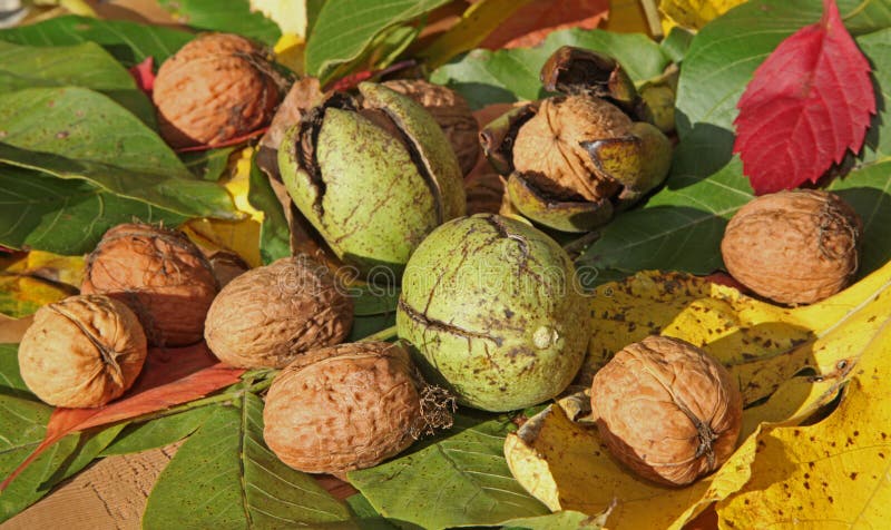 Nuts Fallen on the Ground on Dead Leaves Stock Image - Image of stages ...