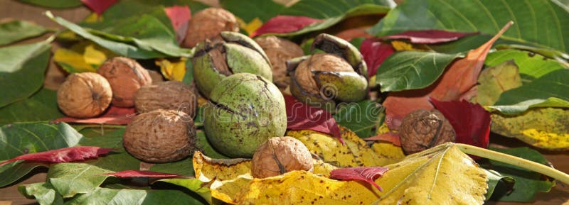 Nuts Fallen on the Ground on Dead Leaves Stock Photo - Image of ...