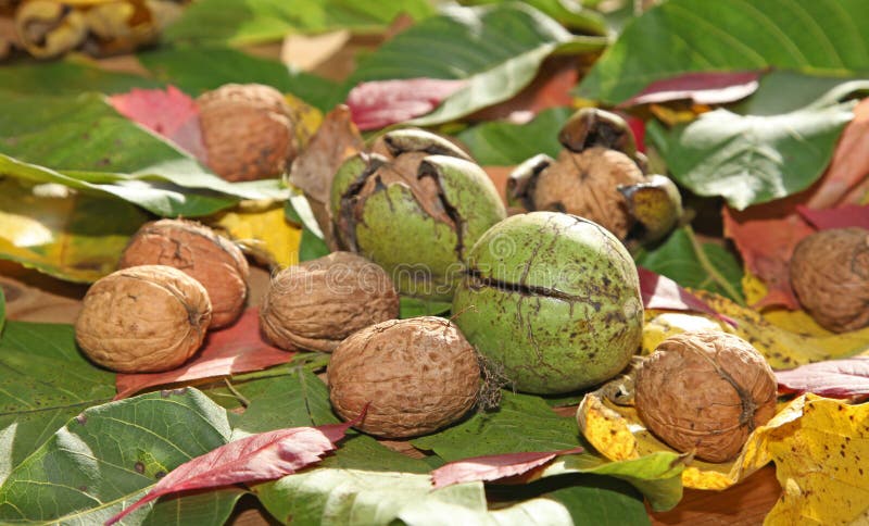 Nuts Fallen on the Ground on Dead Leaves Stock Photo - Image of nuts ...